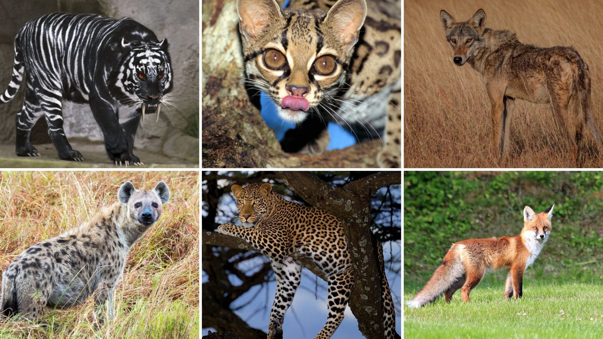 Similipal Tiger Reserve: A Sanctuary for Endangered Species