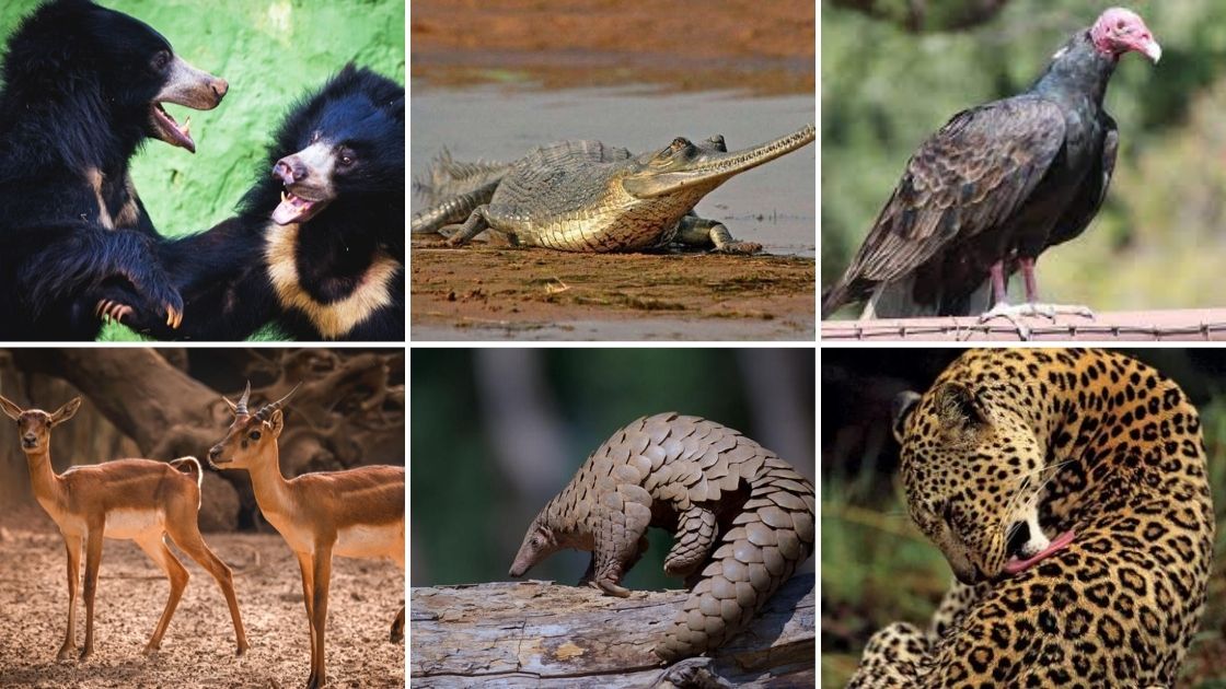 Nandankanan, Unique Zoo & Botanical garden, Odisha